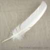 White Feather | Hermits' Cupboard | Pagan Altar Supplies